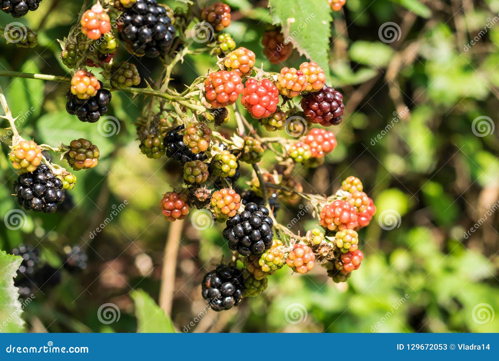 Frutto Immaturo Maturo E Della Mora Selvaggia Immagine Stock - Immagine ...