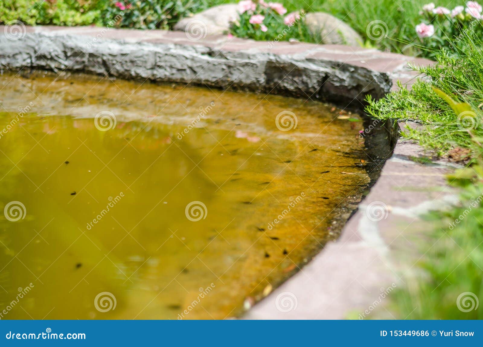 Fry in the pond stock photo. Image of garden, blue, animal - 153449686