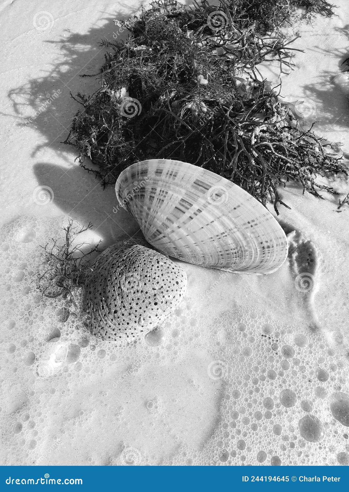 Natural Shell Still Life on the Beach Stock Image - Image of animal ...