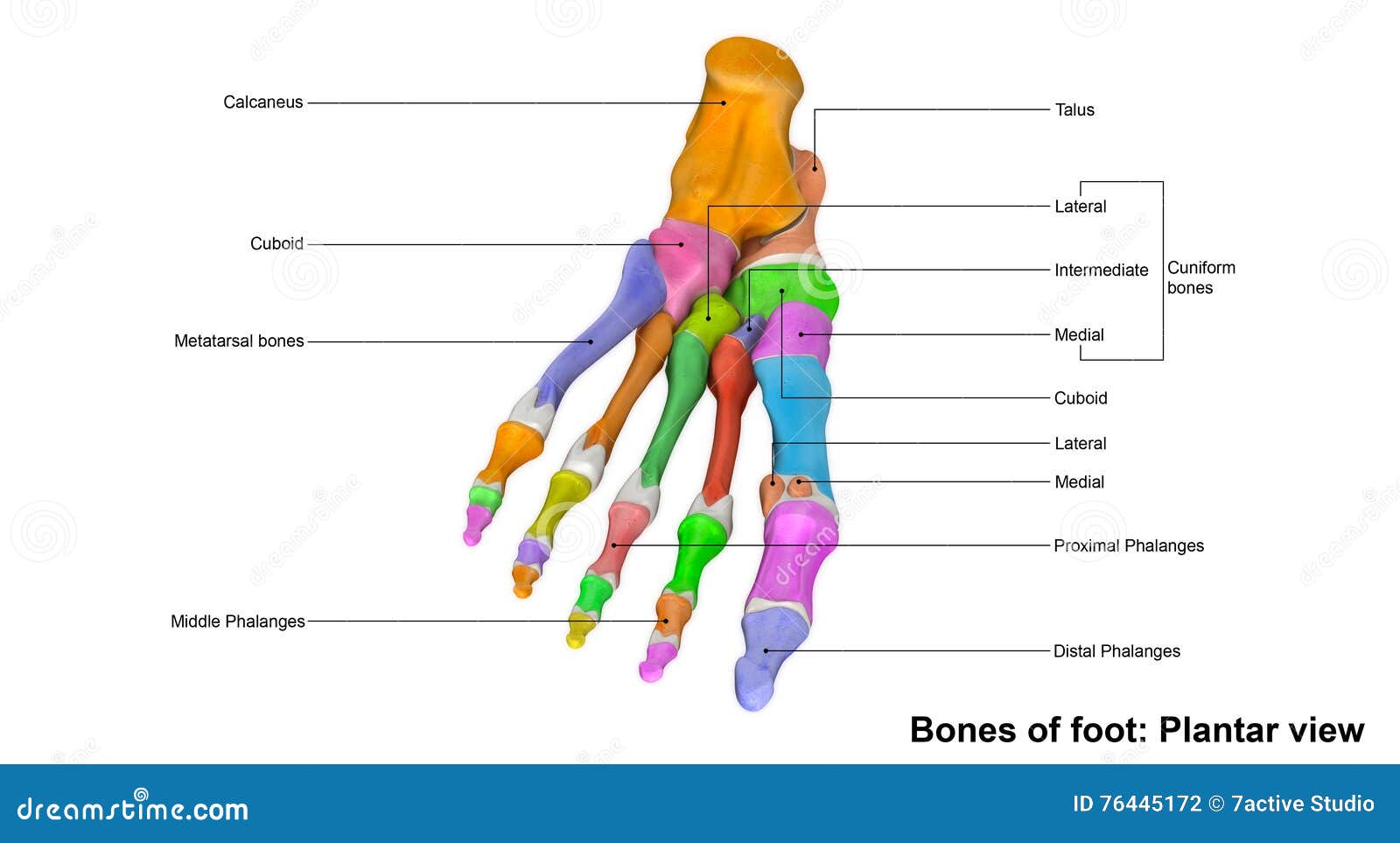 Fuß-Pflanzeransicht stockfoto. Bild von rückenwirbel - 76445172