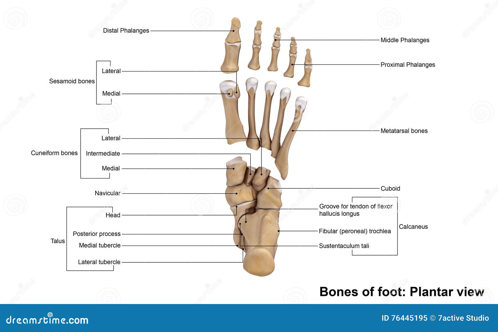 Fuß-Pflanzeransicht stockbild. Bild von phalanx, link - 76445195