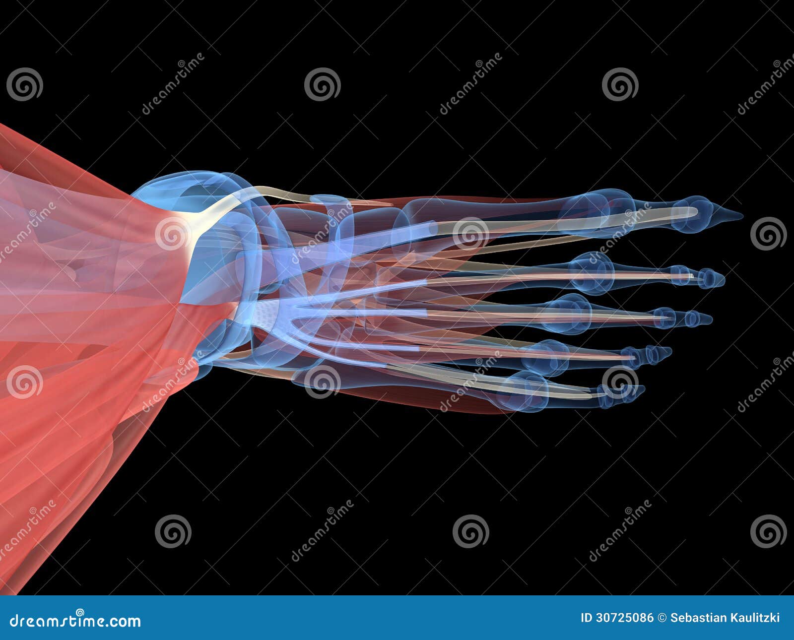 Fußanatomie stock abbildung. Illustration von anatomisch - 30725086