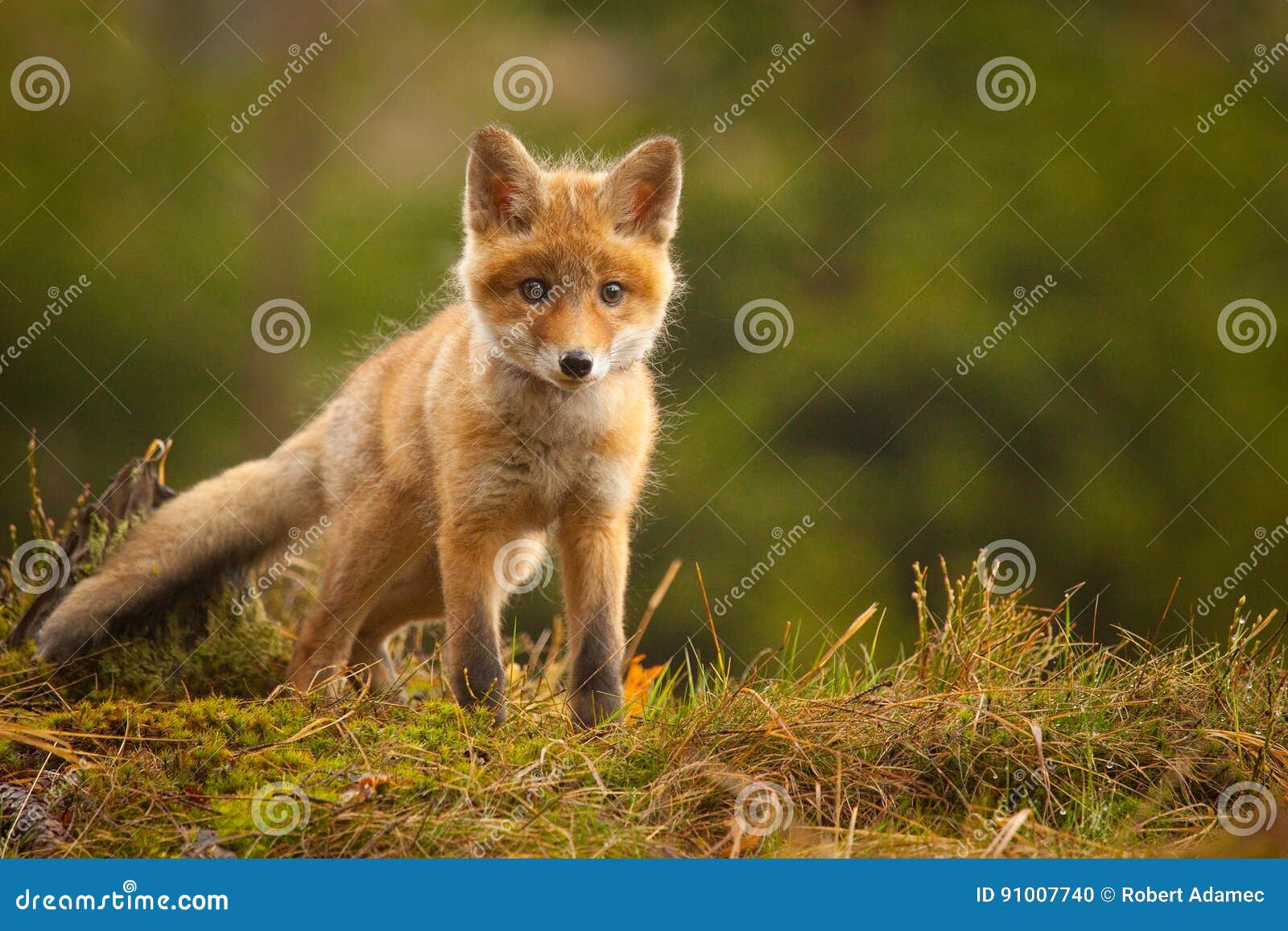 51,150 Fuchs Fotos - Kostenlose und Royalty-Free Stock-Fotos von Dreamstime