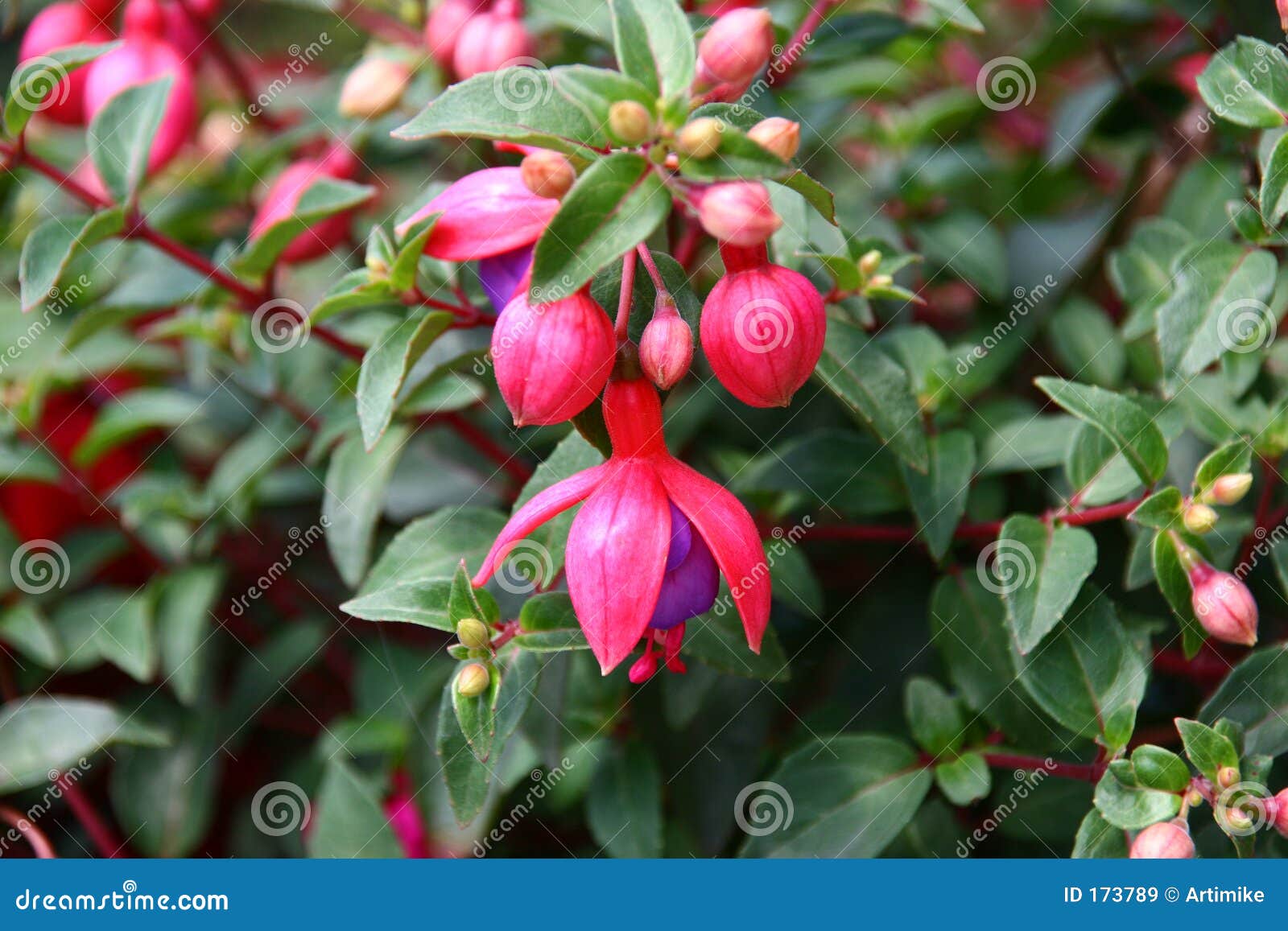 Fuchsia Stock Photography | CartoonDealer.com #12190208