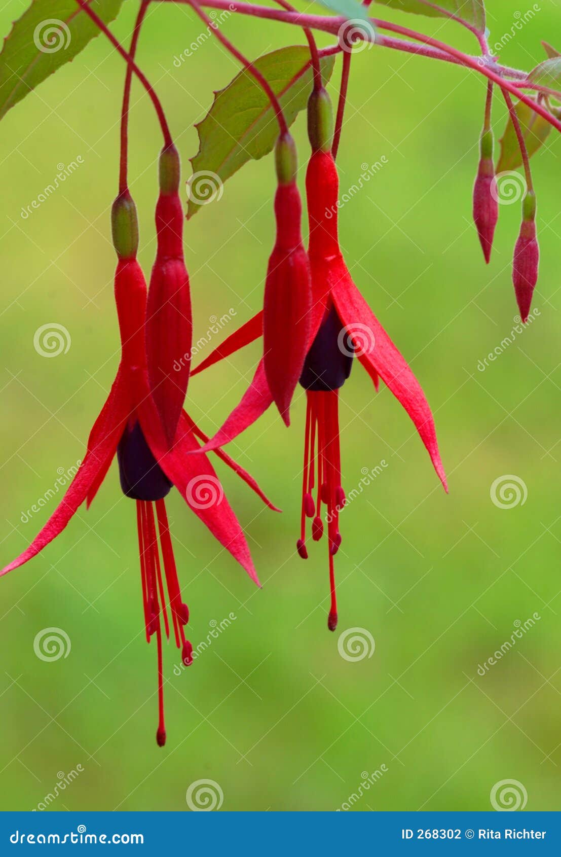 Fuchsia stock photo. Image of flower, purple, petals, delicate - 268302