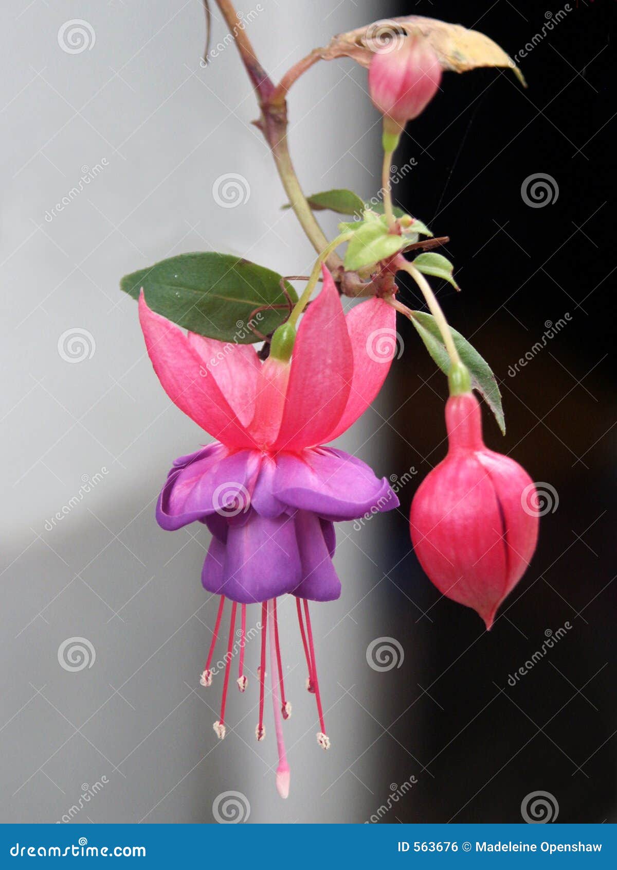 Fuchsia stock photo. Image of bloom, flower, fuchsia, details - 563676