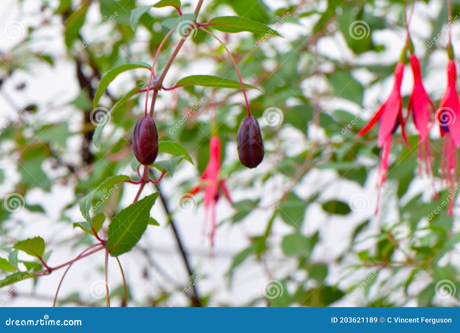 Fuchsia Berry Duo 03 stock image. Image of outdoor, bush - 203621189