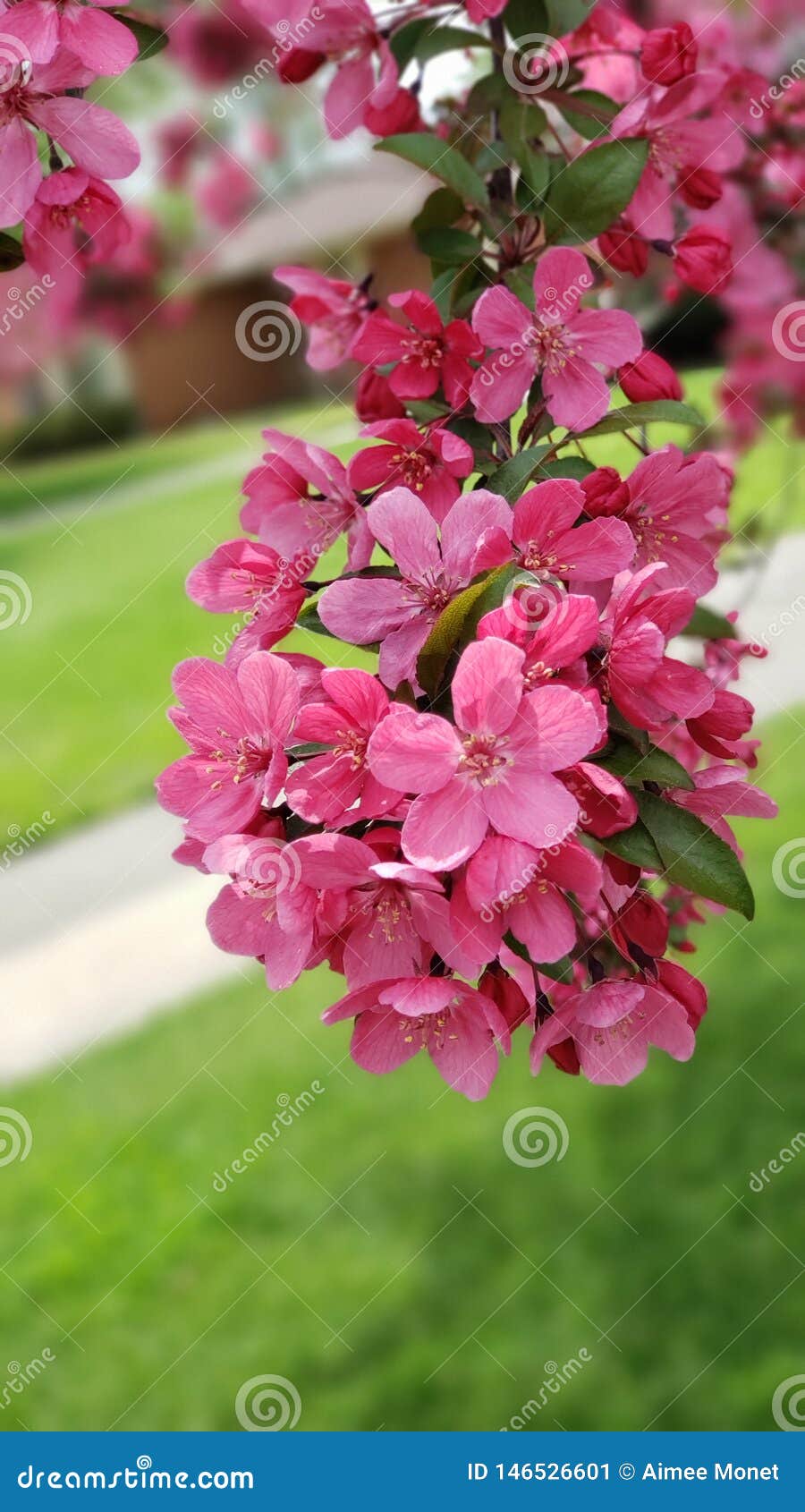 Fuchsia in Bloom stock image. Image of summer, tree - 146526601