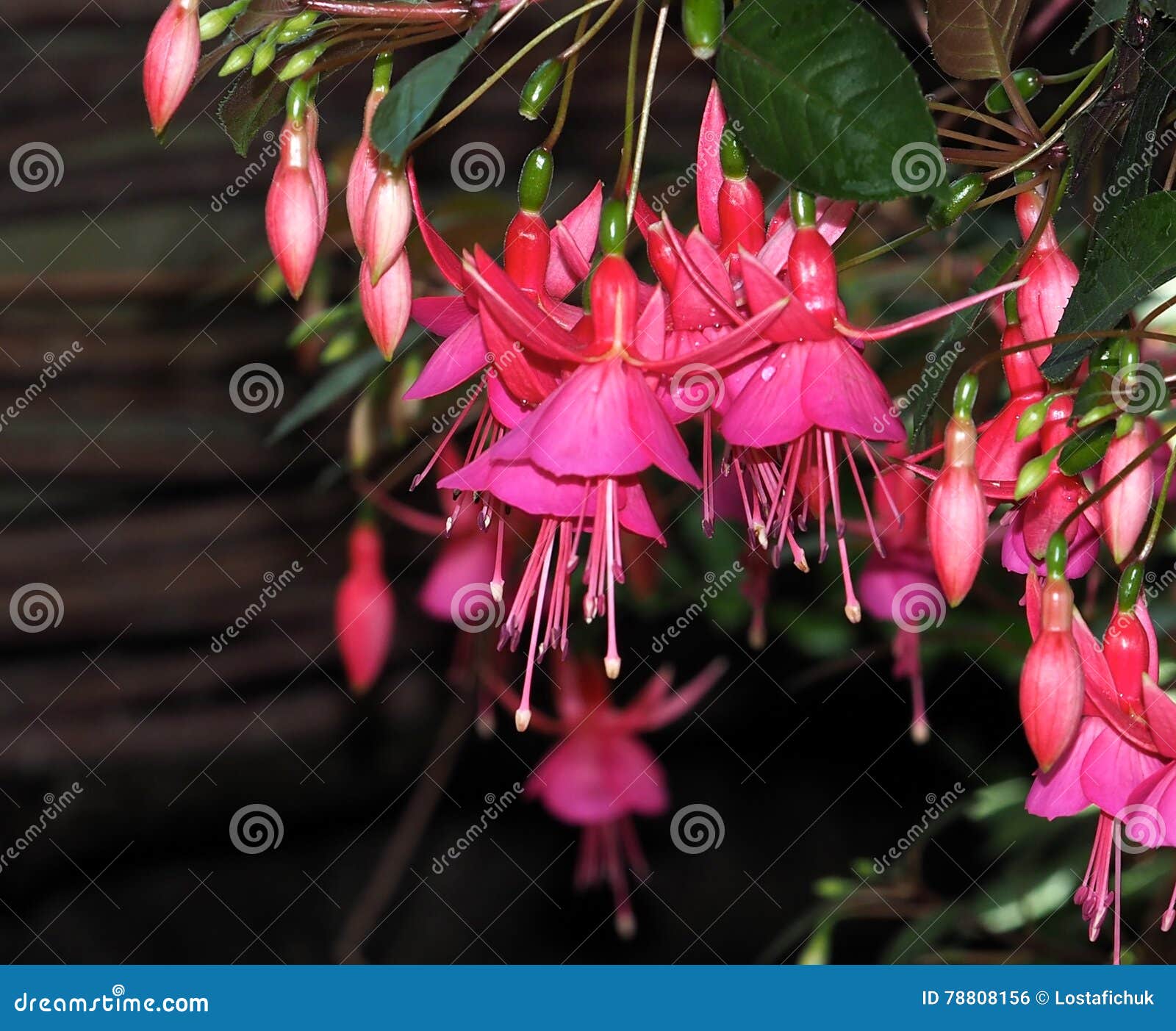 Fuchsia in Bloom stock photo. Image of shrub, blossom - 78808156