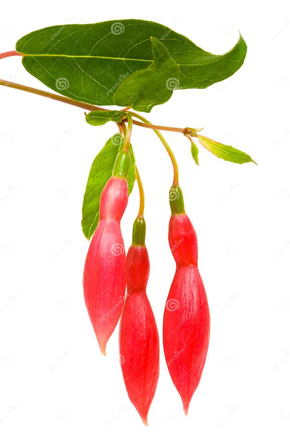 Fuchsia buds stock photo. Image of botany, vertical, beauty - 7307536