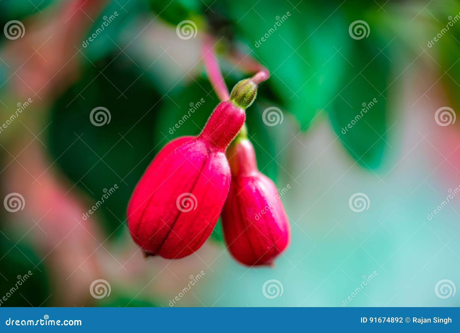 Fuchsia Buds stock photo. Image of bloomingtogether, twobudstogether ...