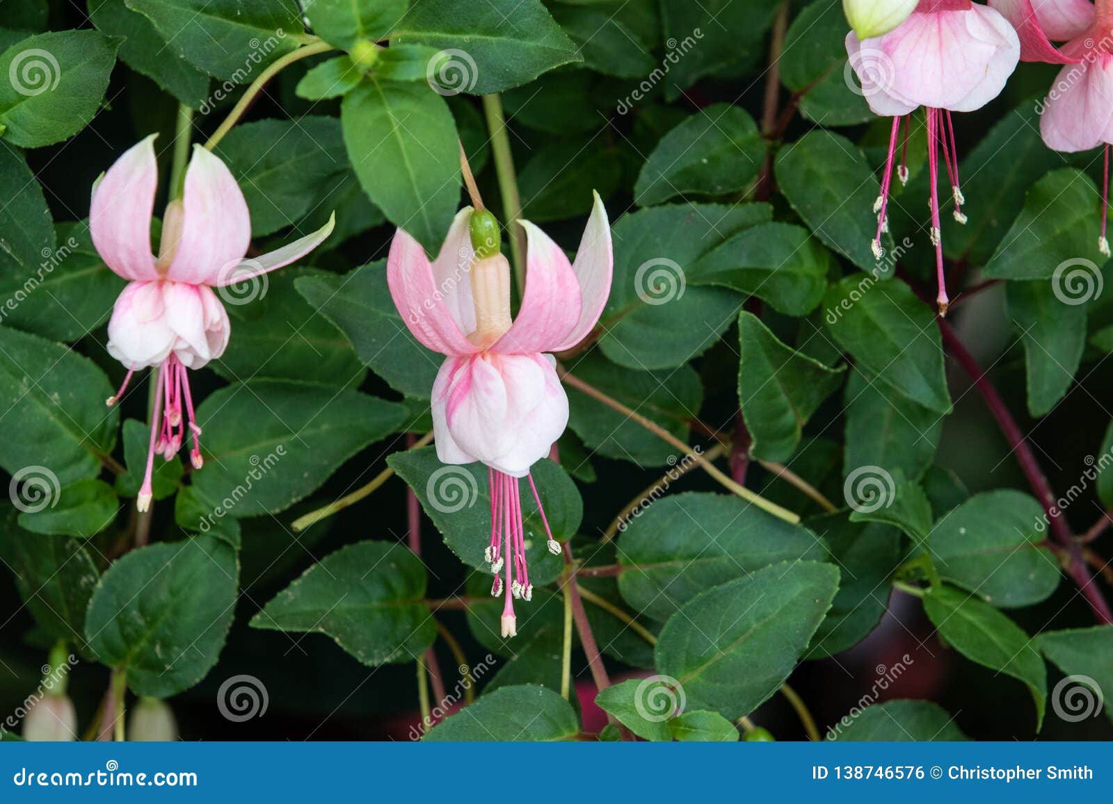Fuchsia Claudia stock photo. Image of blooming, hybrida - 138746576