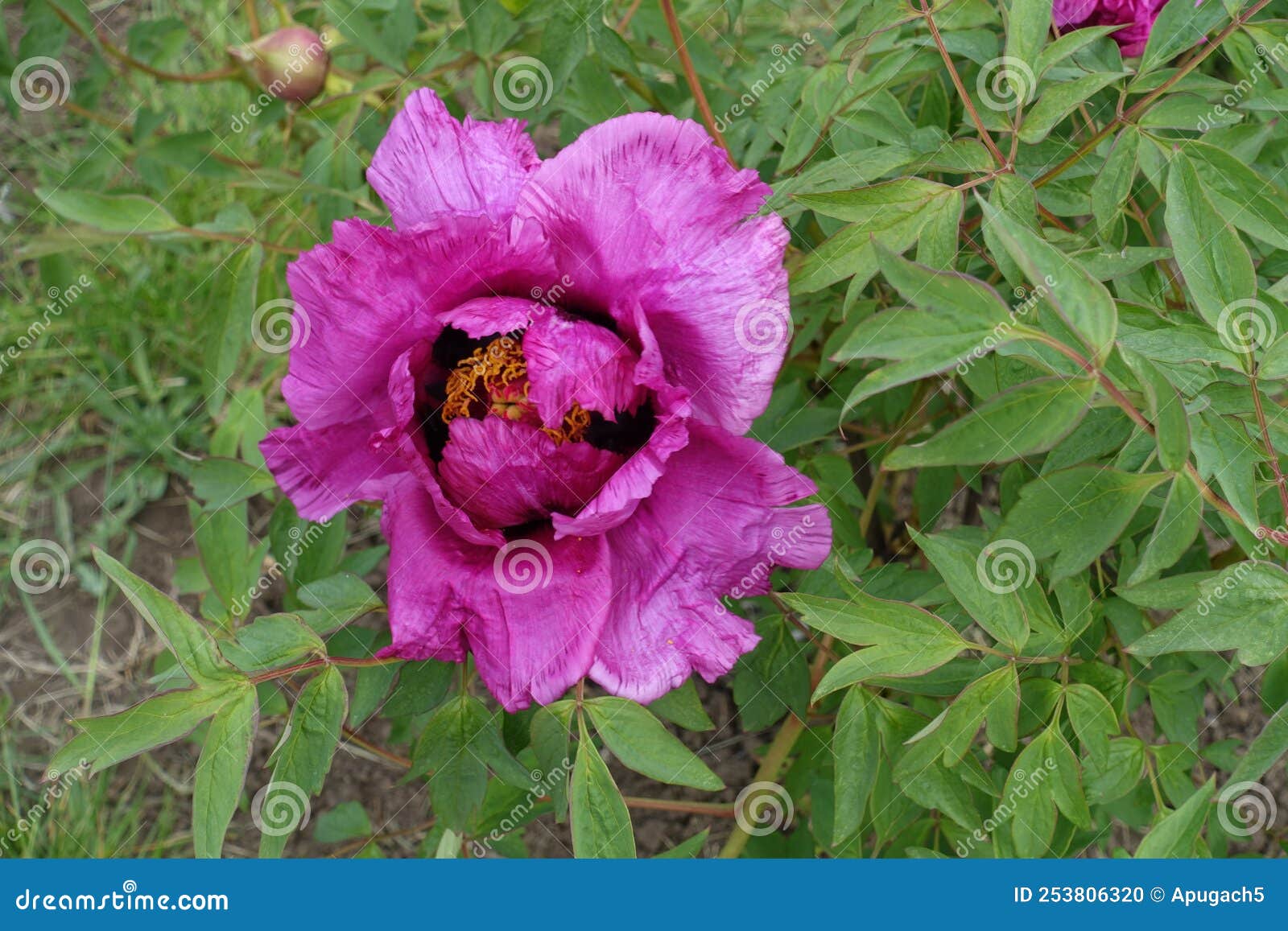 Fuchsia Colored Flower of Tree Peony Stock Photo - Image of greenery ...