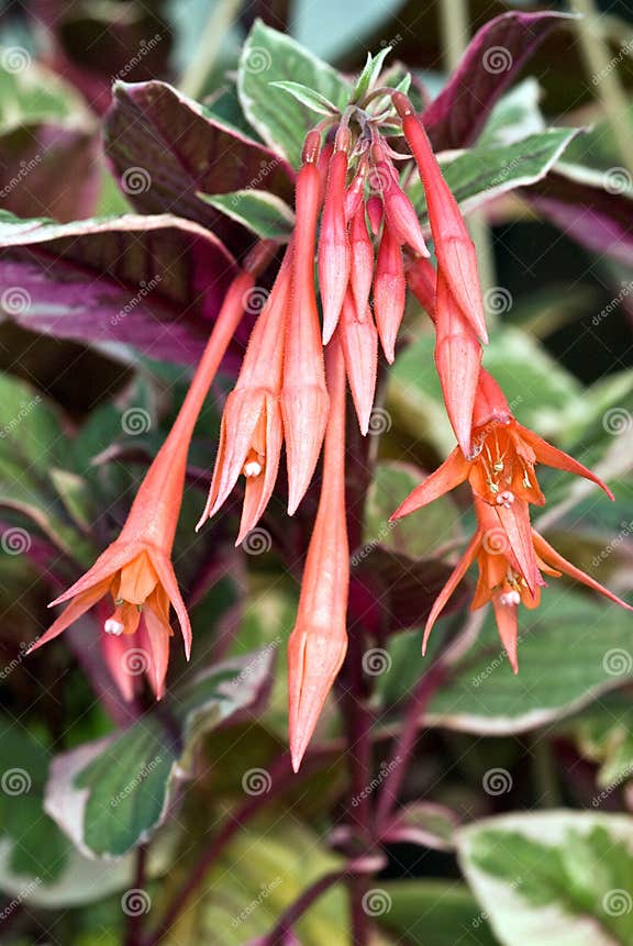 Triphylla Group fuchsia stock image. Image of leafy, blooms - 7227053