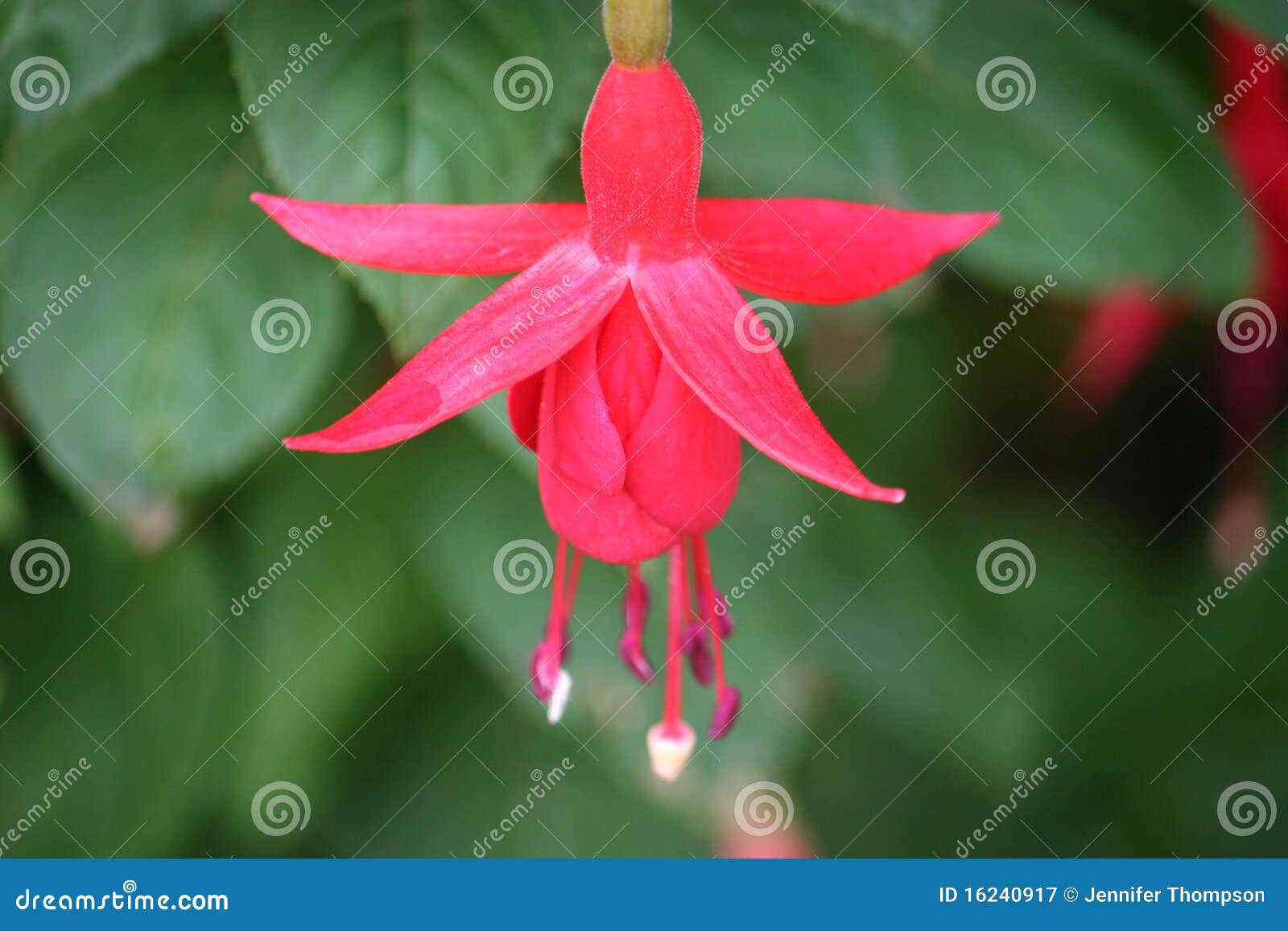 Fuchsia flower stock image. Image of fuschsia, bush, pink - 16240917