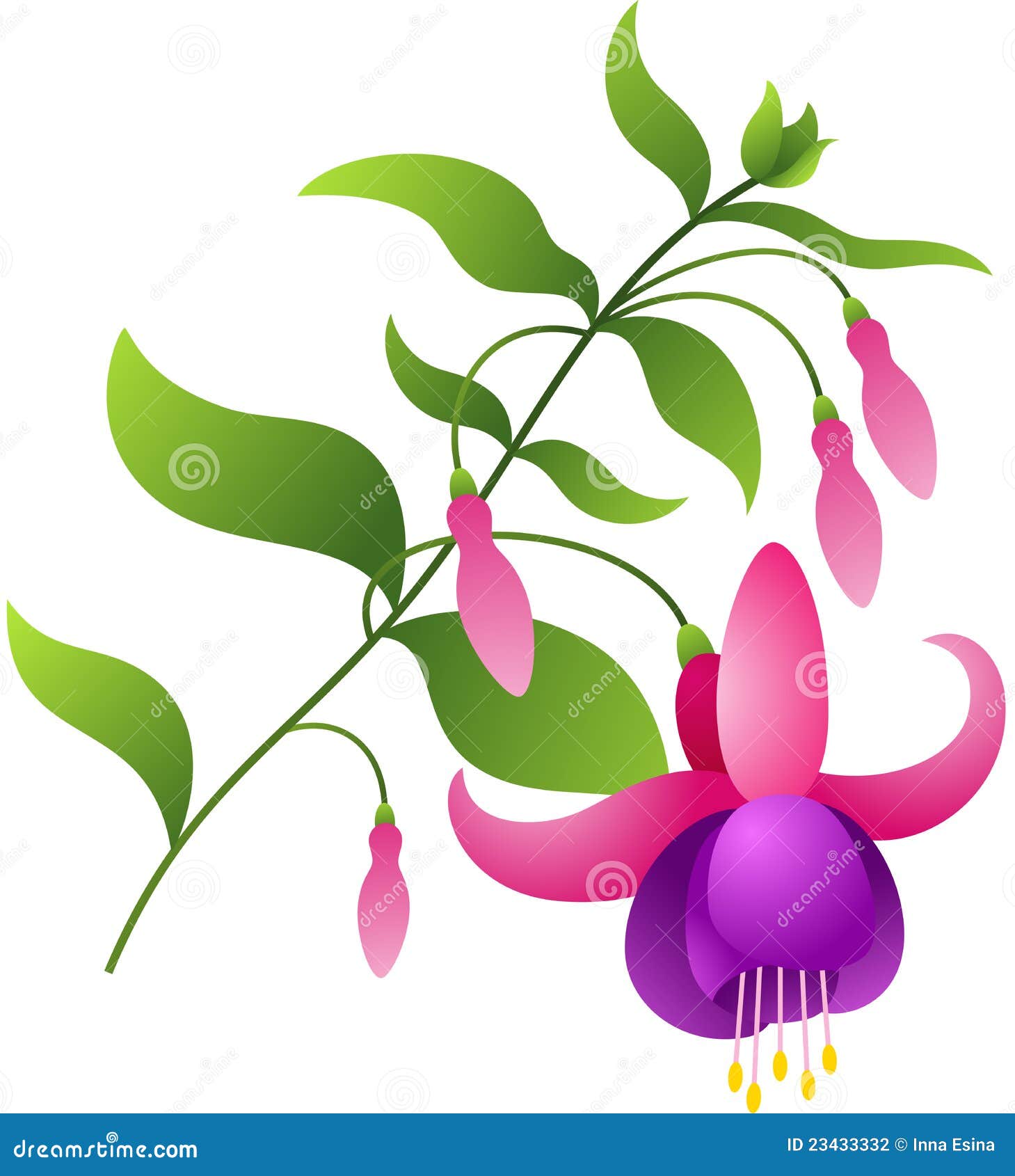 Fuchsia flower stock vector. Illustration of seasonal - 23433332
