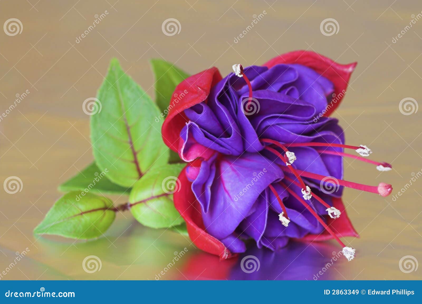 Fuchsia Flower stock image. Image of botany, flowers, metallic - 2863349