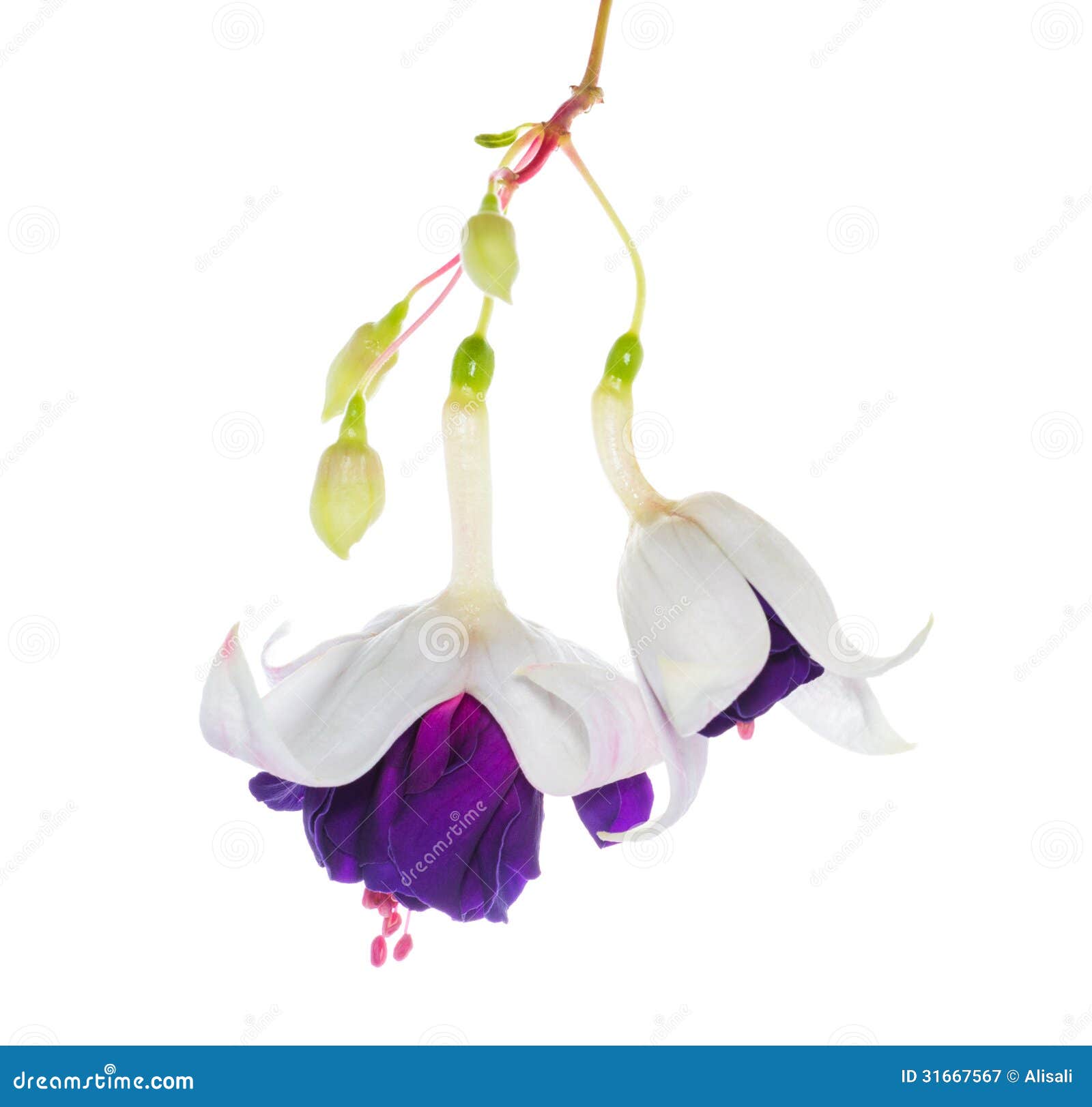 Fuchsia Flower with Bud Isolated on White Background, Deep Purple Stock ...