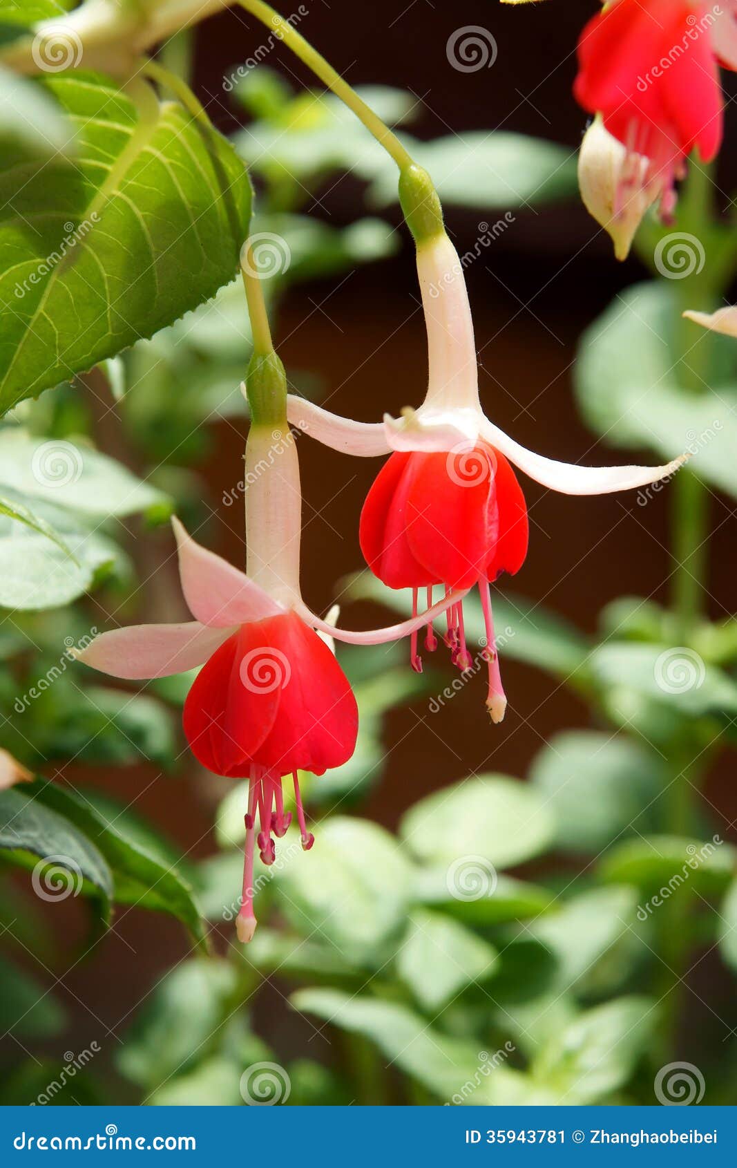 Fuchsia flower stock image. Image of lovely, flowers - 35943781