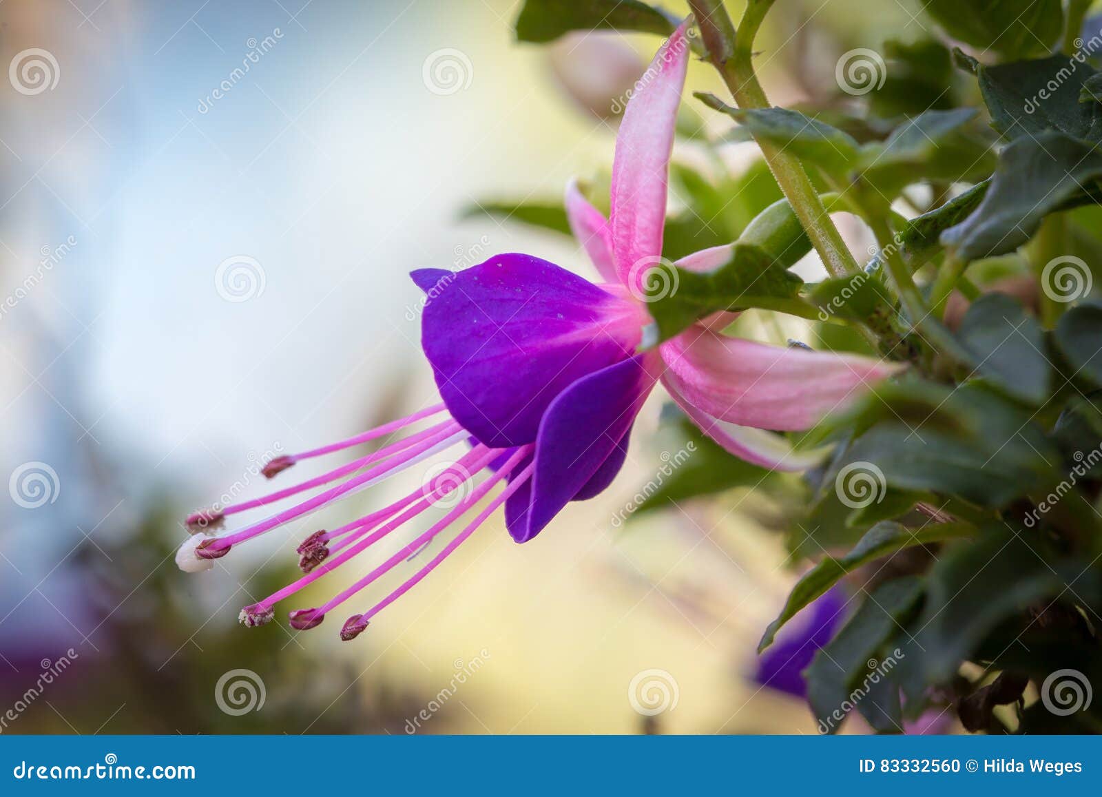 Fuchsia flower closeup stock photo. Image of element - 83332560