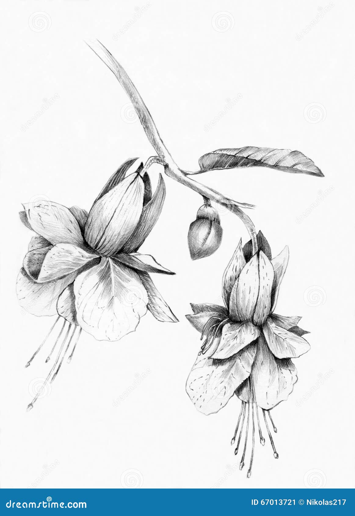 Fuchsia flower stock illustration. Illustration of artwork - 67013721