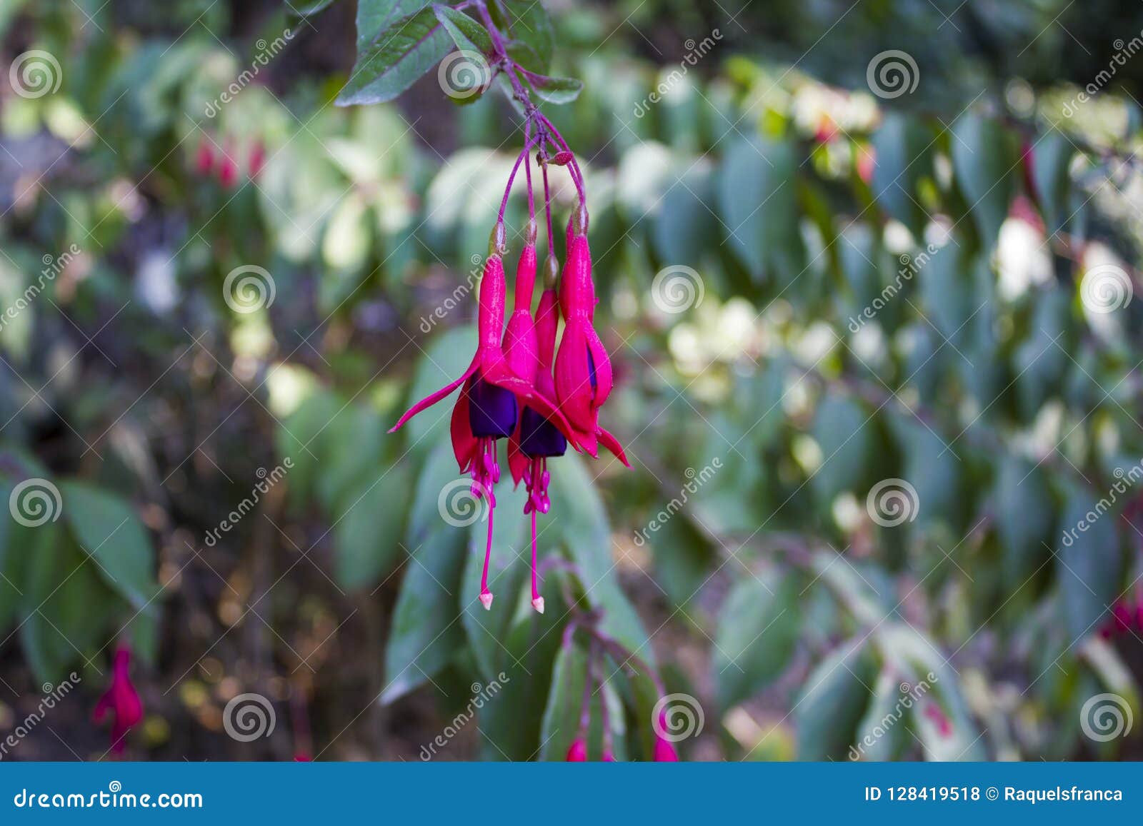 Fuchsia flower stock photo. Image of magenta, closeup - 128419518