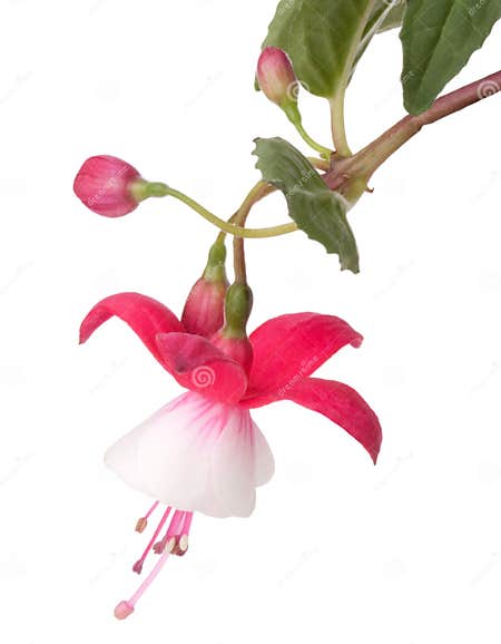 Fuchsia flower red flowers stock image. Image of flora - 20114297