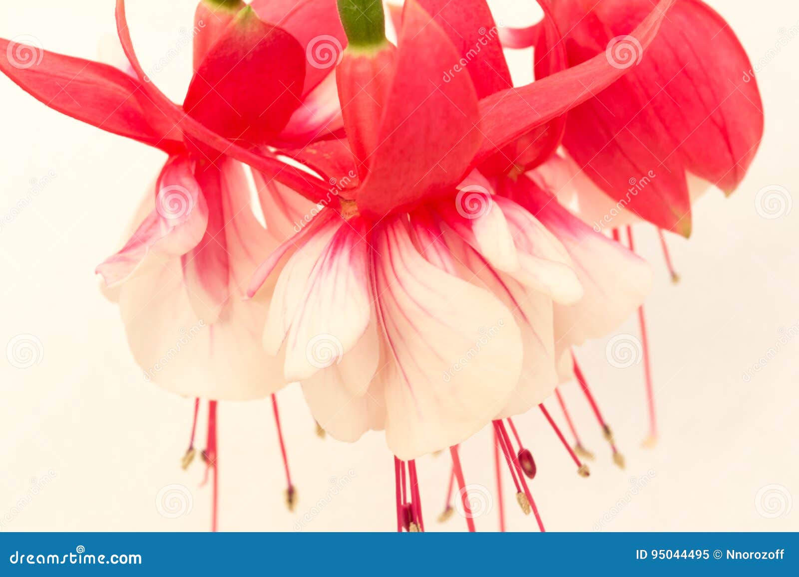 Fuchsia Flower in Red and White Stock Image - Image of branch, hanging ...