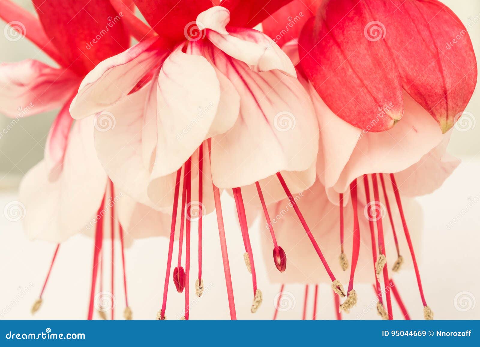 Fuchsia Flower in Red and White Stock Image - Image of magenta, exotic ...