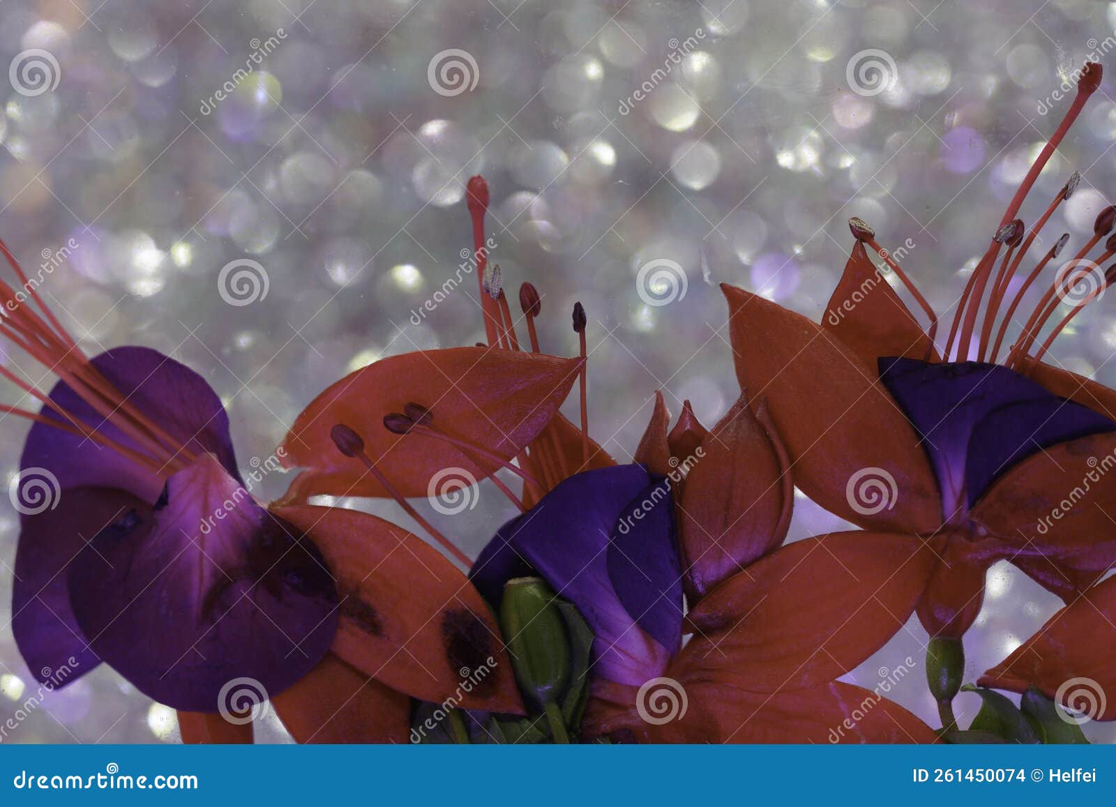 Fuchsia Flower in the Vase and in the Picture Frame Stock Photo - Image ...