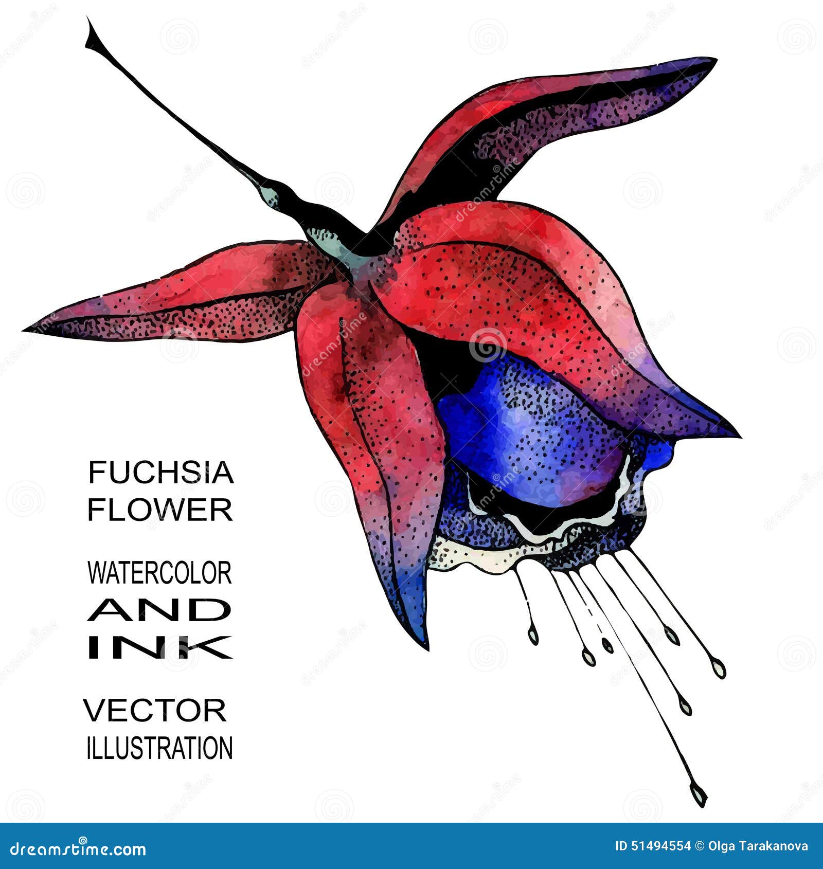 Fuchsia stock vector. Illustration of summer, botanical - 51494554