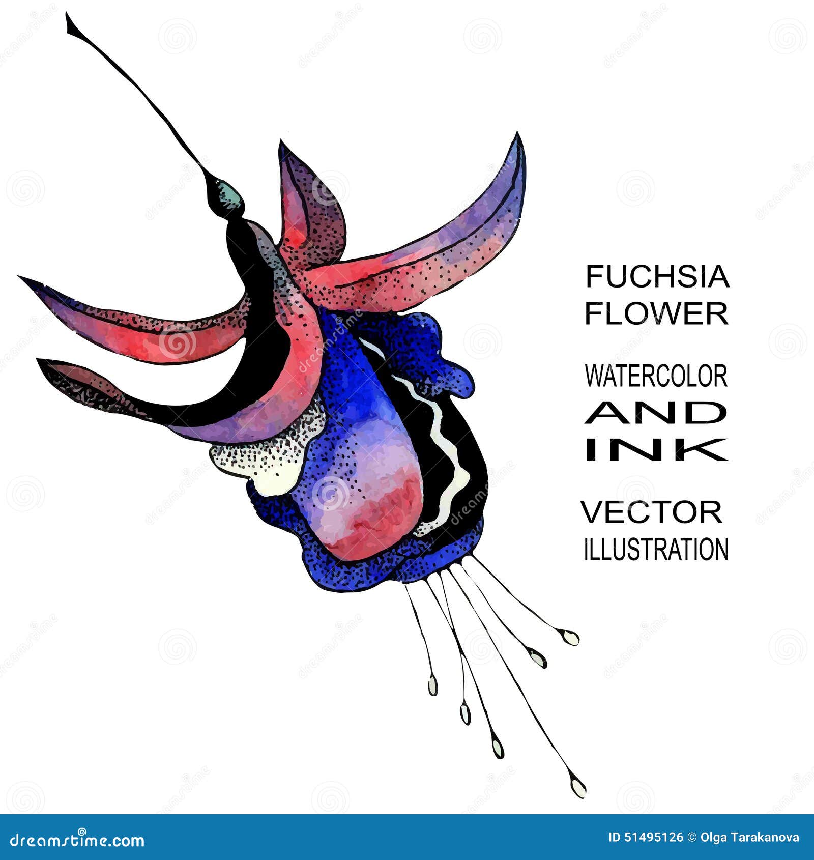 Fuchsia stock vector. Illustration of botanical, summer - 51495126