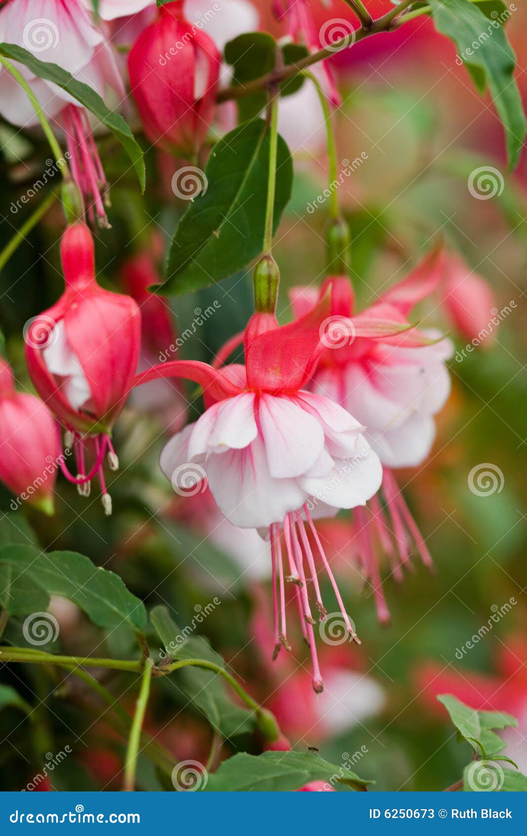Fuchsia flowers stock image. Image of hanging, flower - 6250673