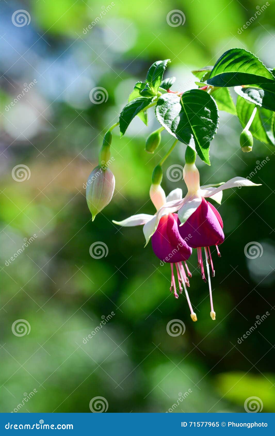 Fuchsia flowers stock image. Image of grass, garden, misty - 71577965