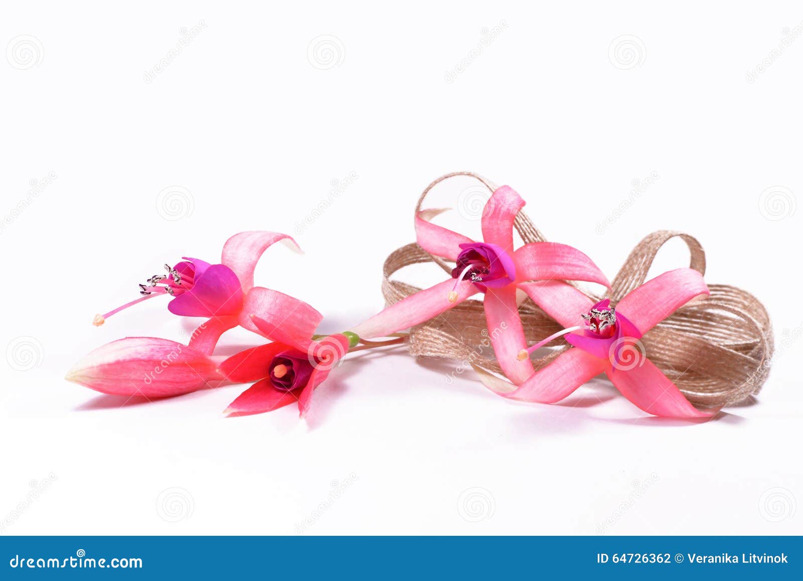 Fuchsia flowers with a bow stock photo. Image of event - 64726362