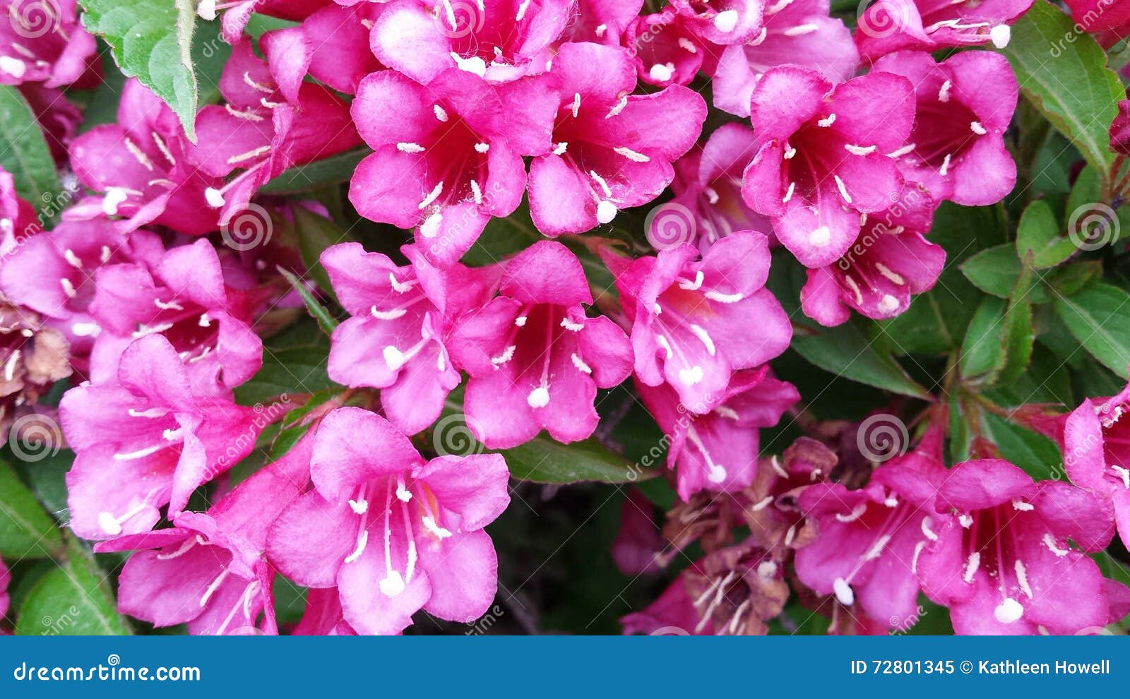 Fuchsia flowers stock image. Image of spring, buds, leaves - 72801345