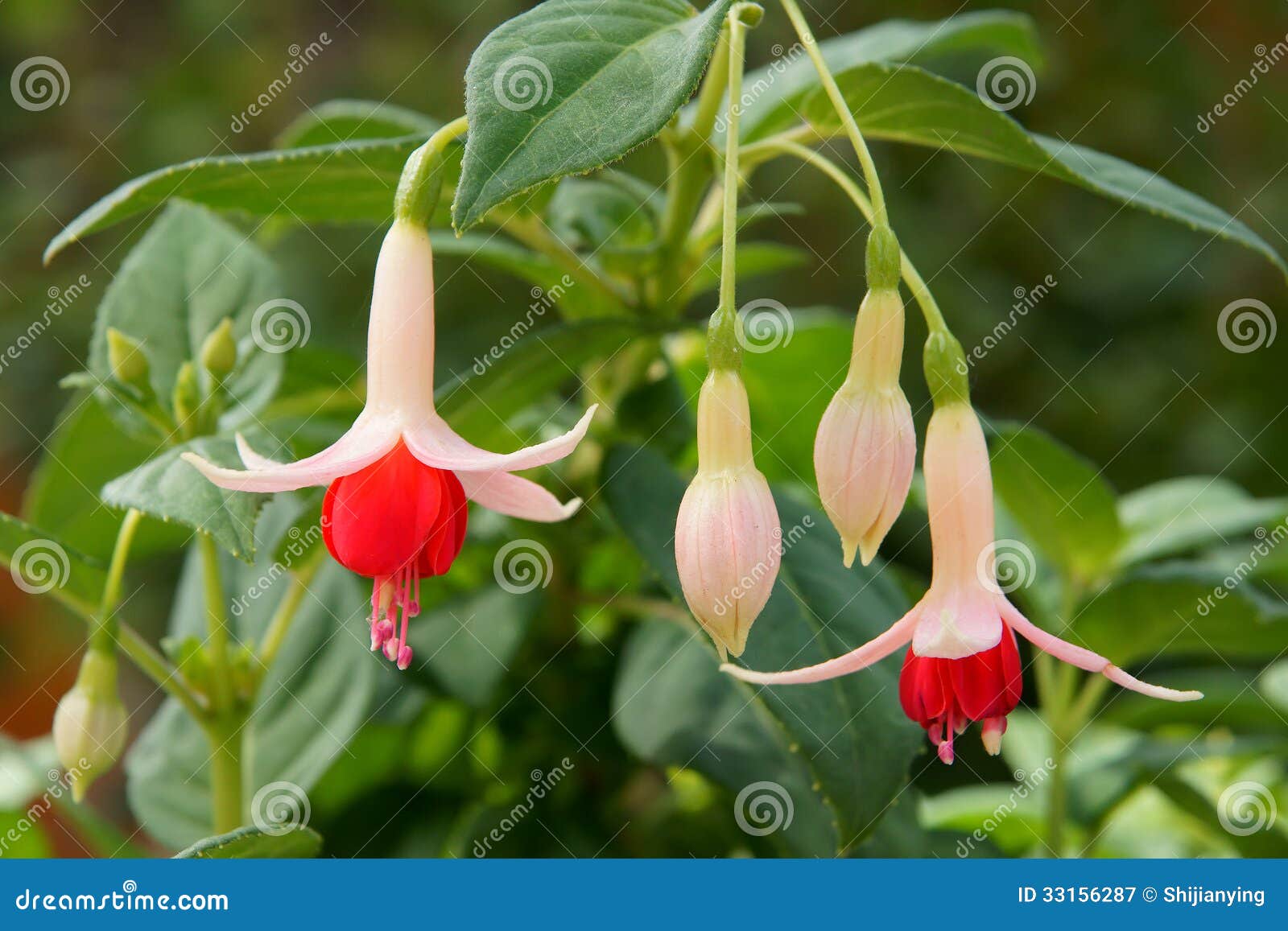 Fuchsia flowers stock image. Image of fuchsia, delicate - 33156287