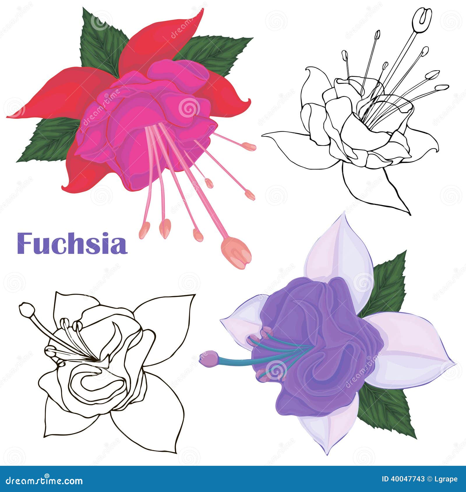 Fuchsia flowers. stock vector. Illustration of coloring - 40047743