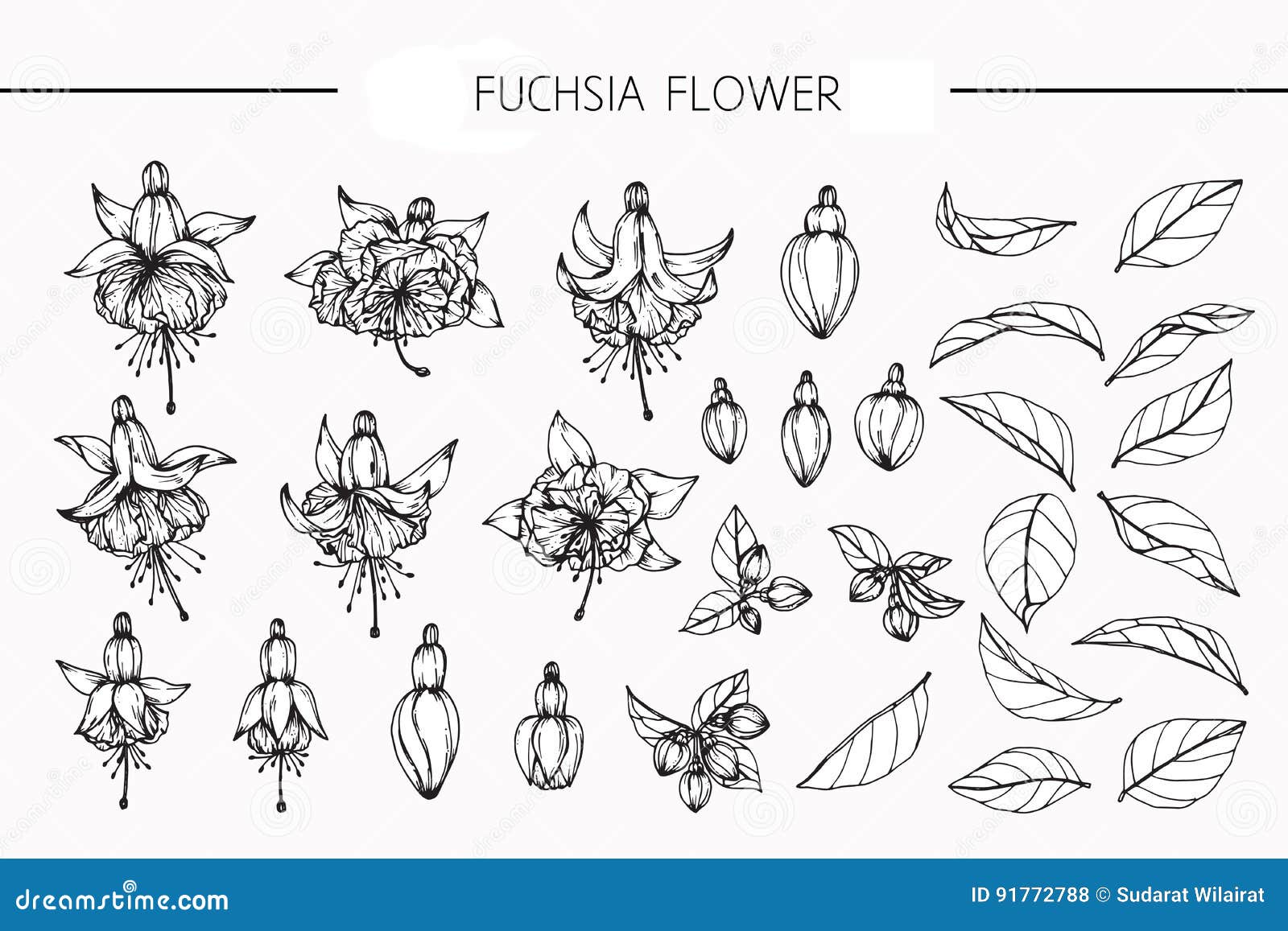 Fuchsia Flowers Drawing and Sketch with Line-art Stock Illustration ...