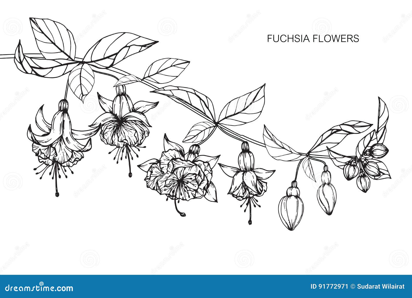 Fuchsia Flowers Drawing and Sketch with Line-art Stock Illustration ...