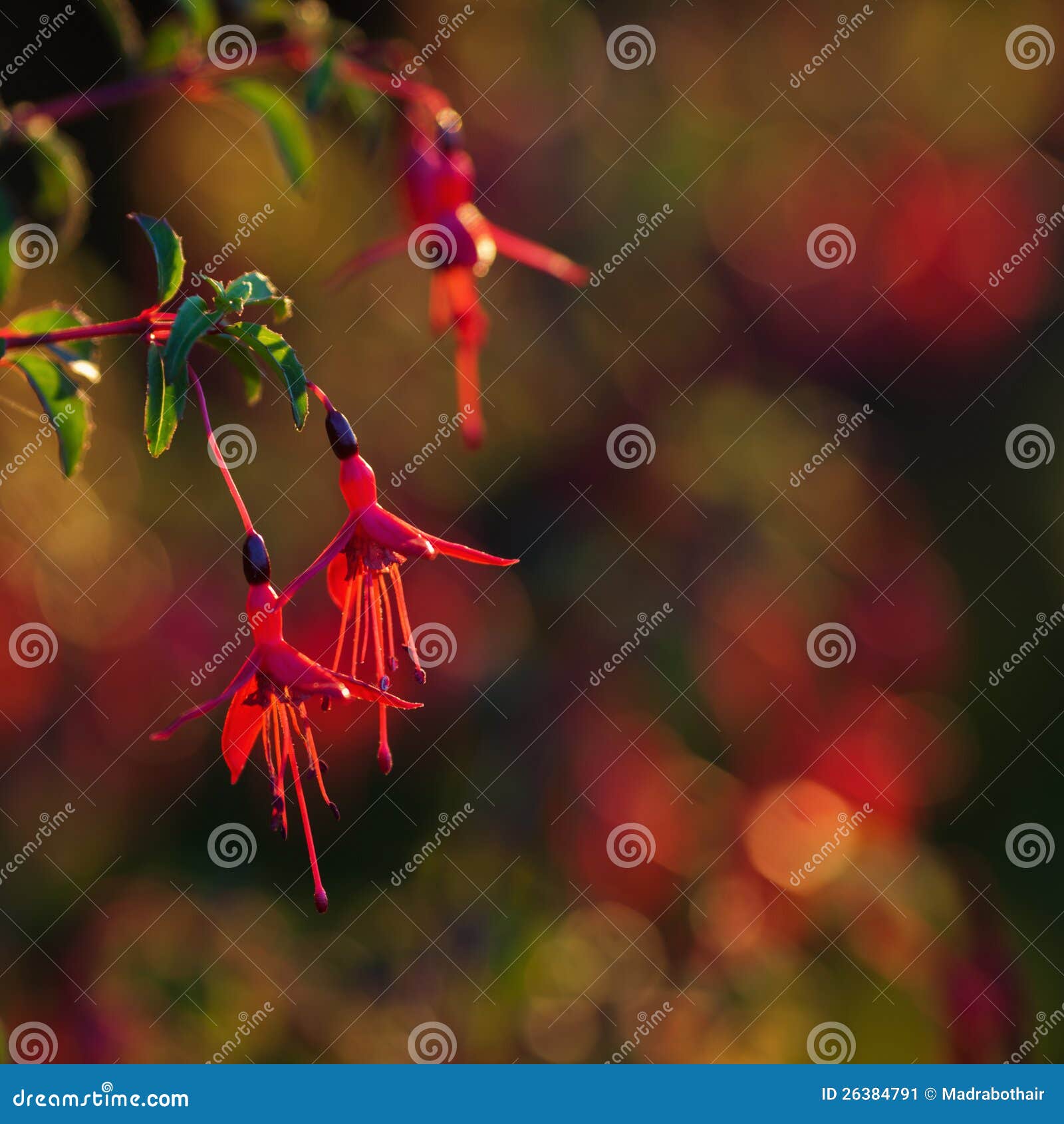 Fuchsia Flowers in Early Morning Light Stock Image - Image of glowing ...