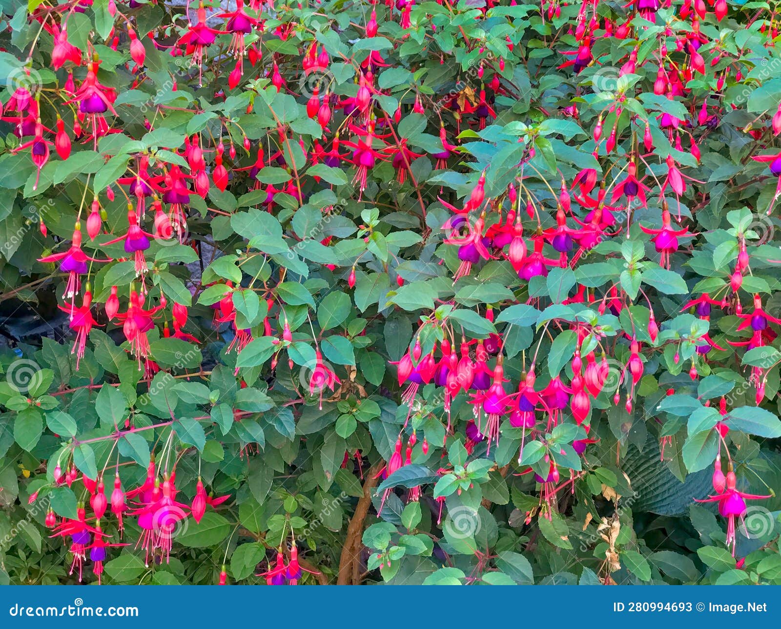 Fuchsia Flowers among the Green Leaves. Natural Background Stock Image ...