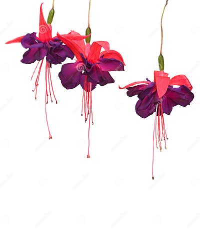 Fuchsia flowers isolated stock image. Image of botany - 16823227