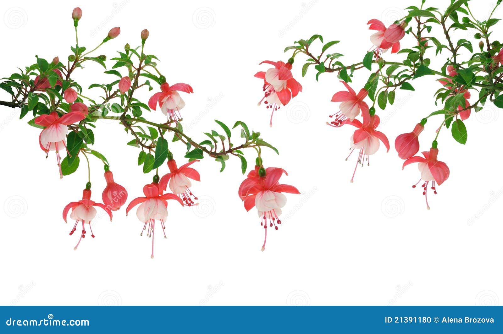 Fuchsia Flowers Over White Background Stock Photo - Image of fucschias ...