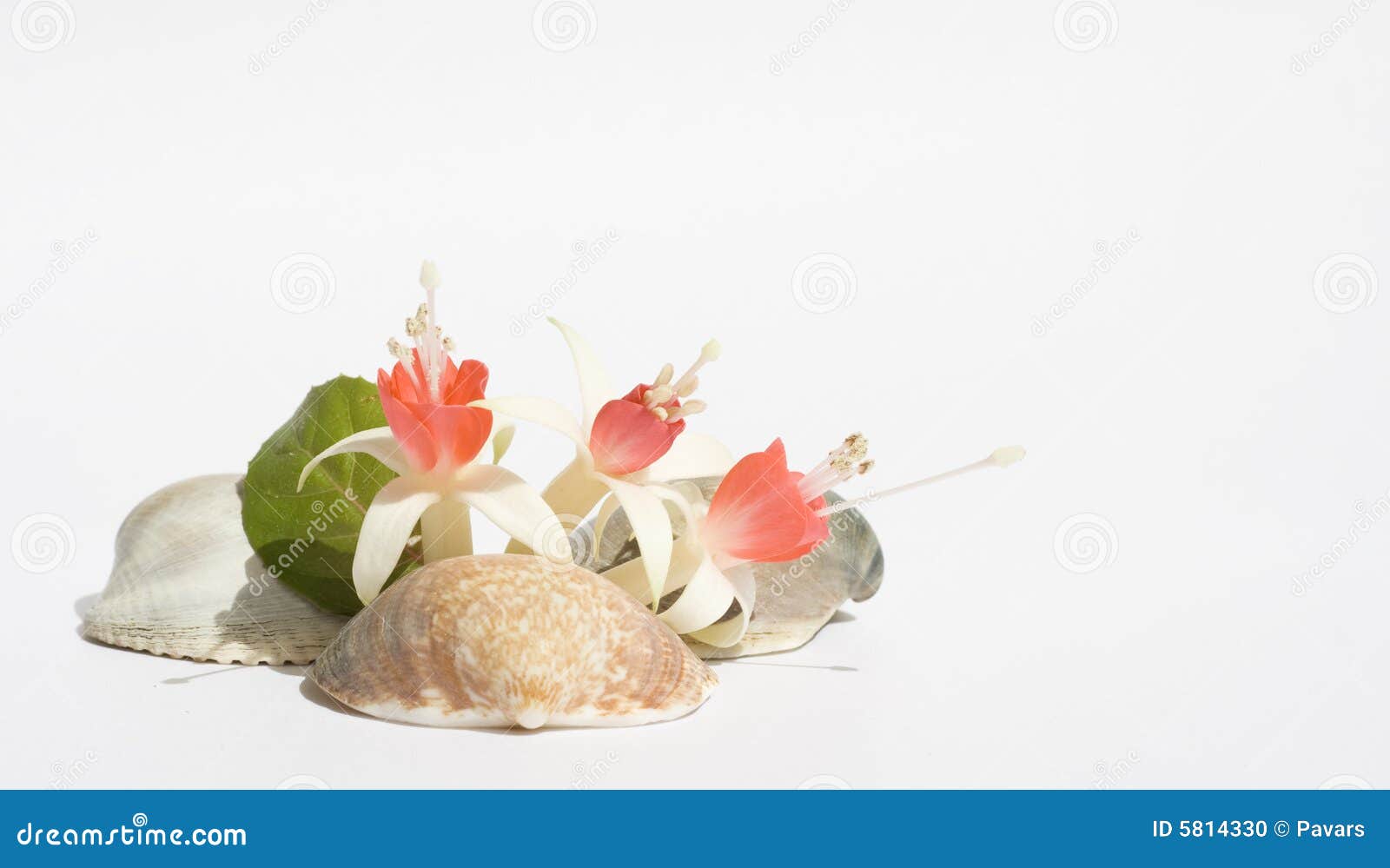 Fuchsia flowers and shells stock photo. Image of focused - 5814330