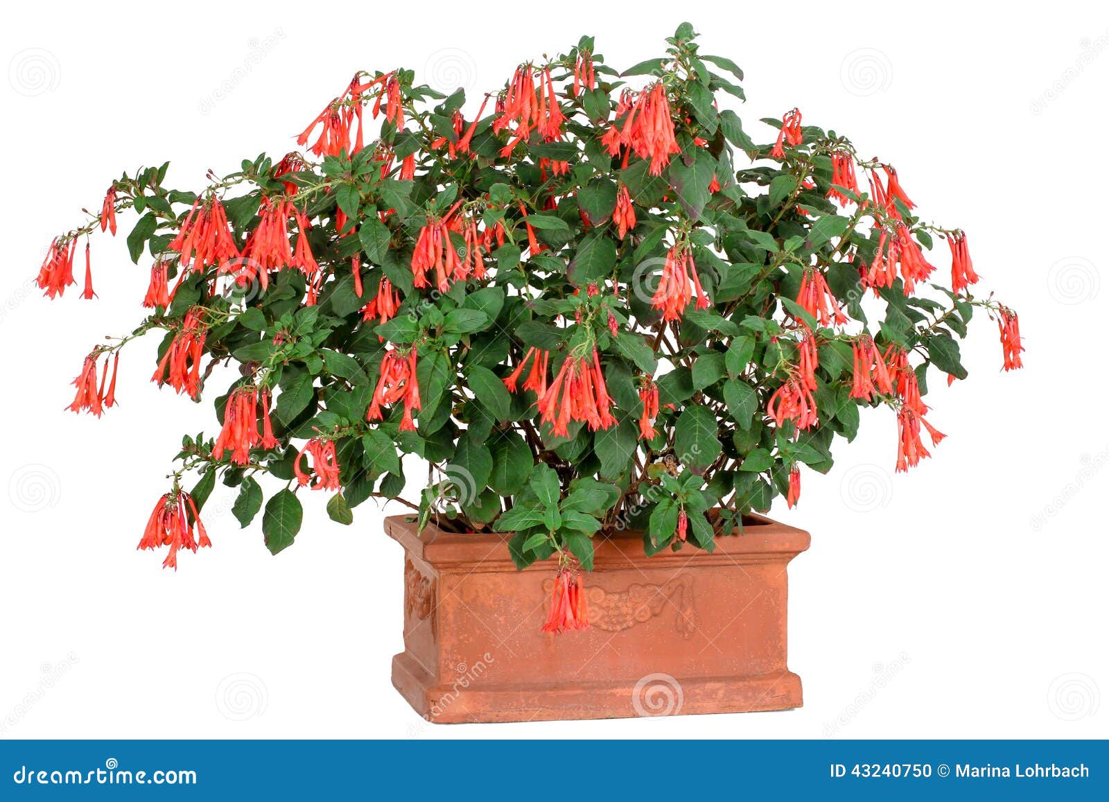 Fuchsia fulgens, isolated stock photo. Image of isolated - 43240750