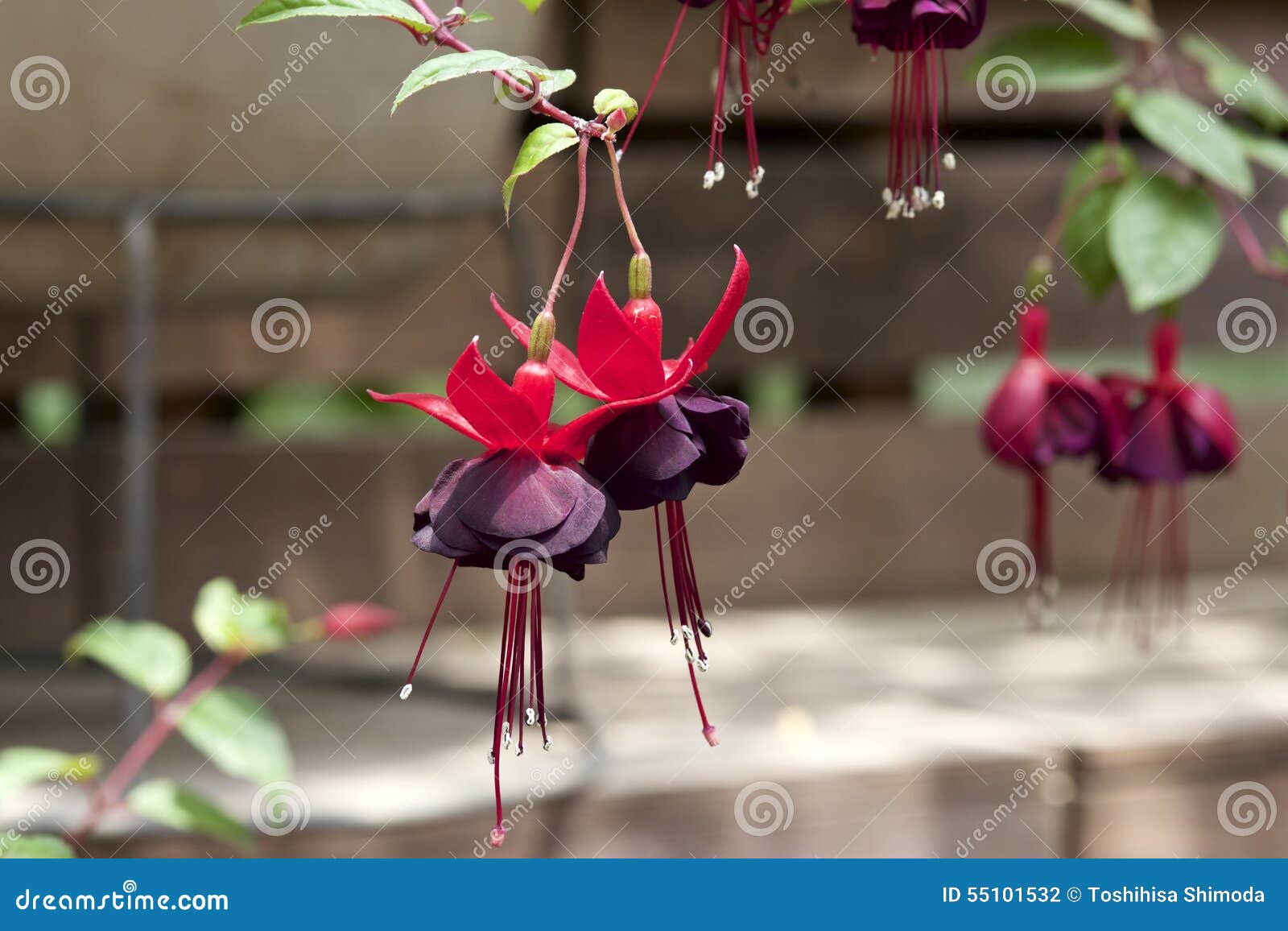 Fuchsia in garden stock photo. Image of gardening, botany - 55101532