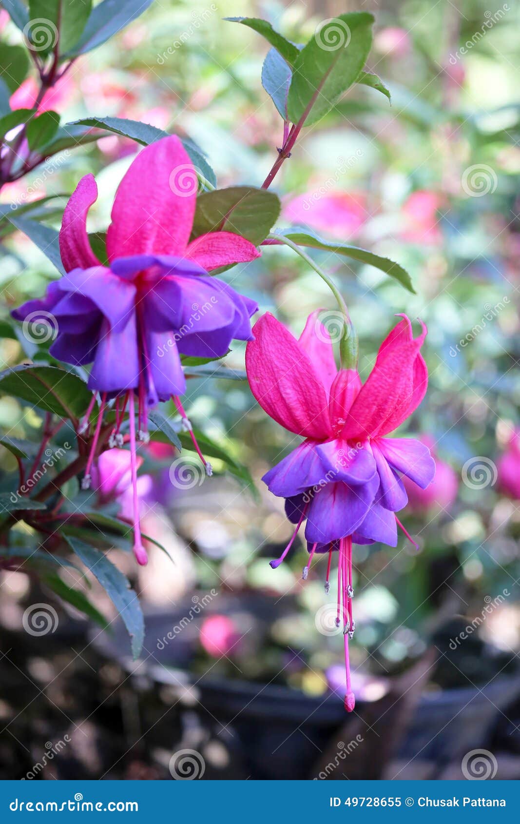 Fuchsia stock image. Image of small, purple, bloom, closeup - 49728655