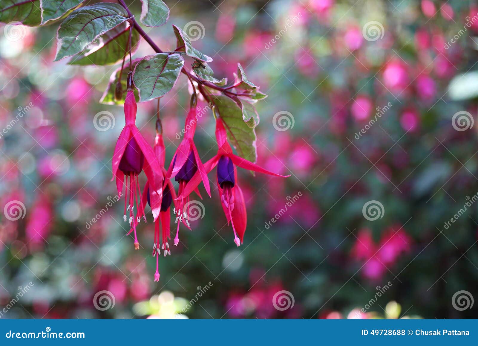 Fuchsia stock photo. Image of shrub, plant, autumn, spring - 49728688