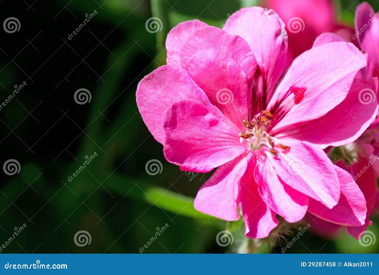 Fuchsia geranium stock photo. Image of grow, geranium - 29287458